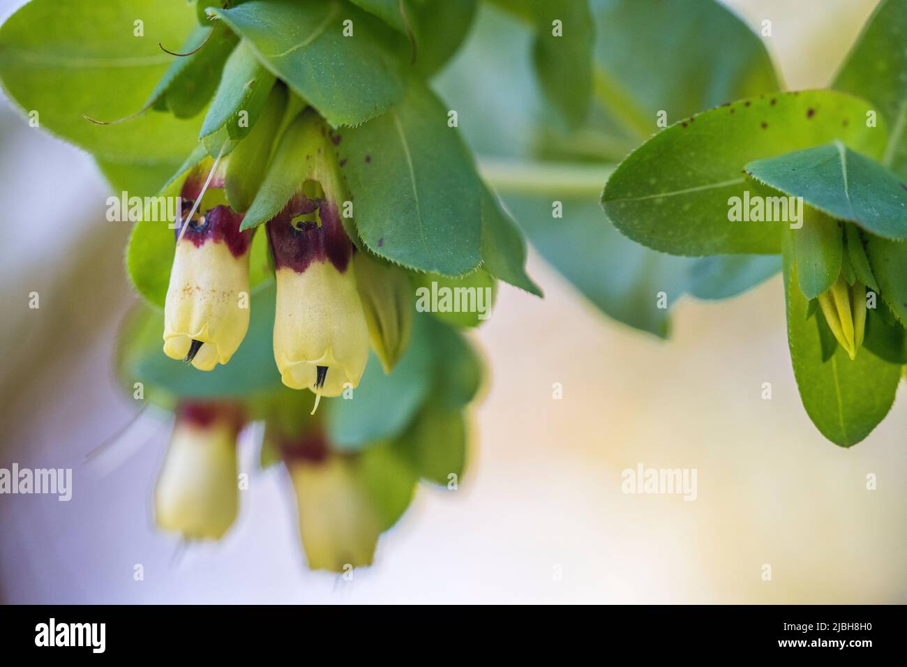Called honeywort hi-res stock photography and images - Alamy