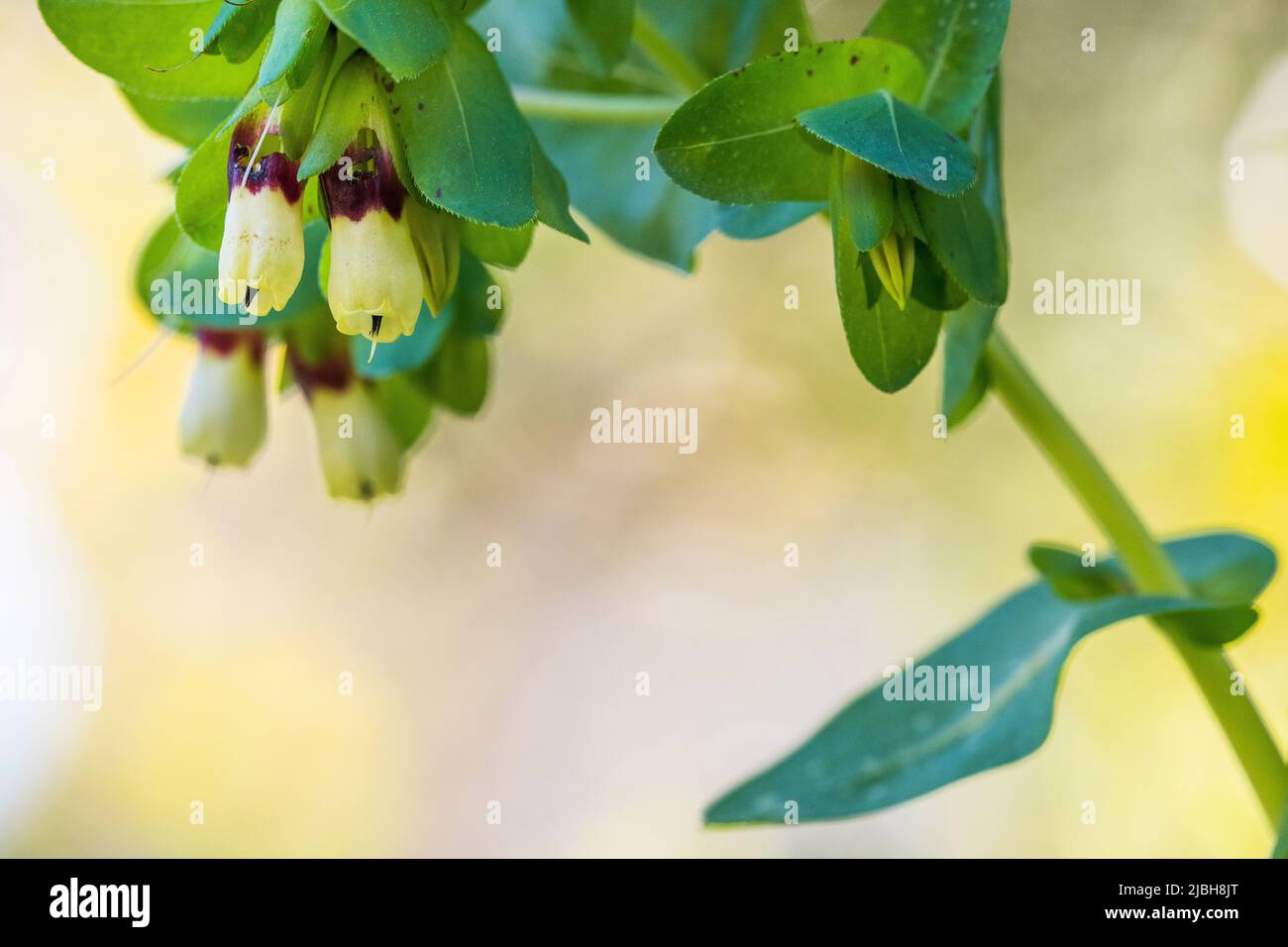 Cerinthe major, called honeywort Stock Photo - Alamy