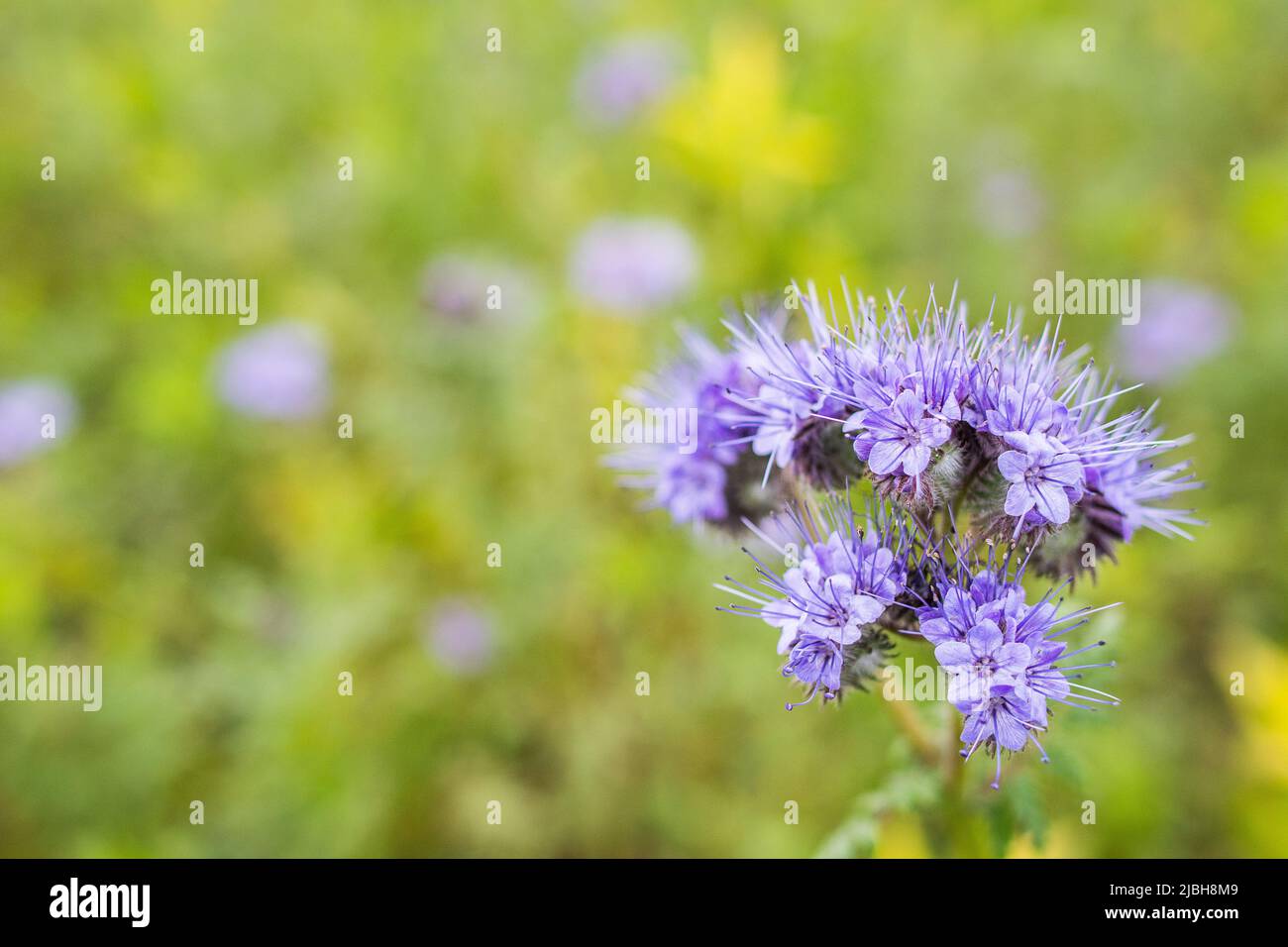 Phacelia tanacetifolia, known by the common names lacy phacelia, blue ...