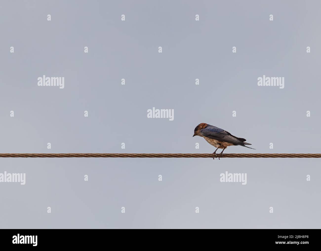 White rumped swallow hi-res stock photography and images - Alamy