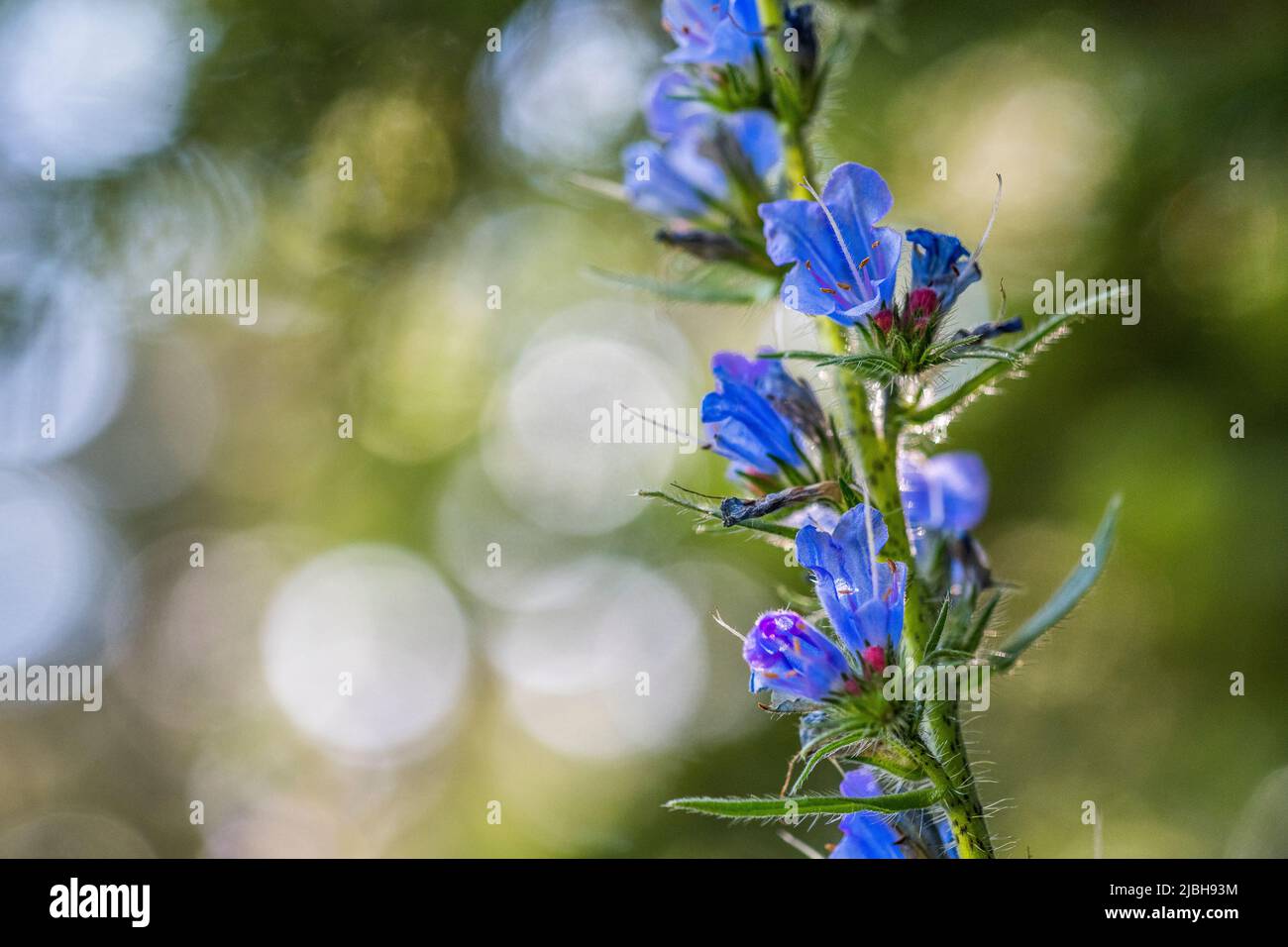 Echium vulgare known as viper's bugloss and blueweed is a species of ...