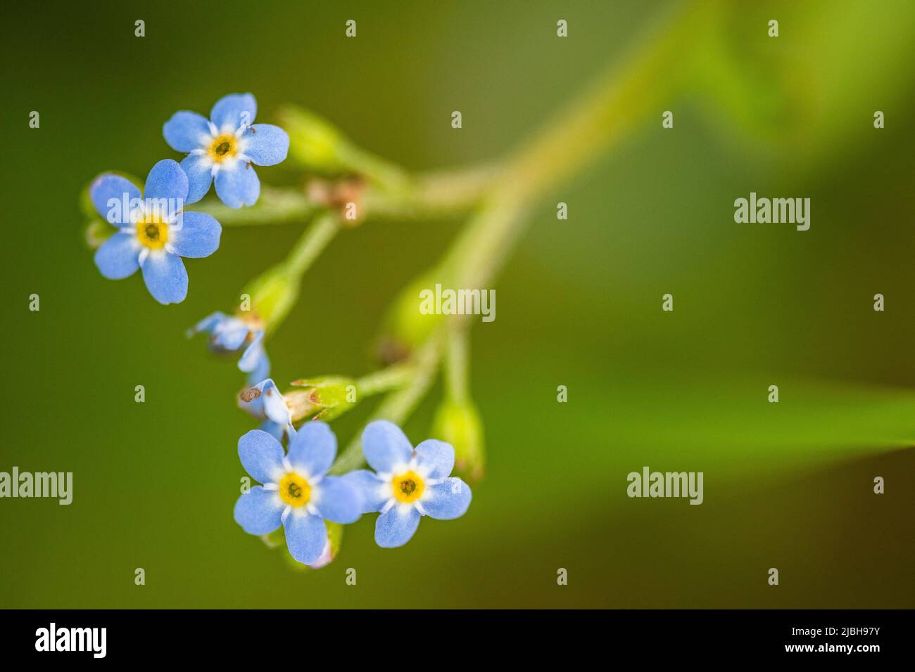 Myosotis scorpioides (syn. Myosotis palustris), the true forget-me-not ...