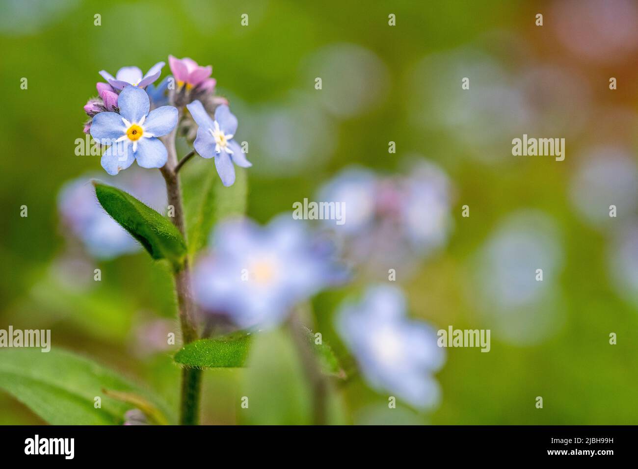 Myosotis sylvatica, the wood forget-me-not or woodland forget-me-not is ...