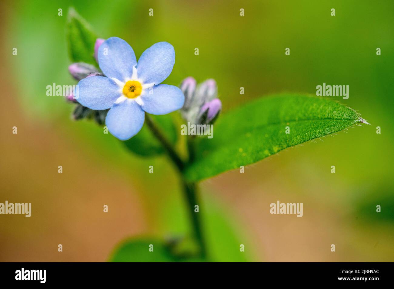 Myosotis sylvatica, the wood forget-me-not or woodland forget-me-not is ...