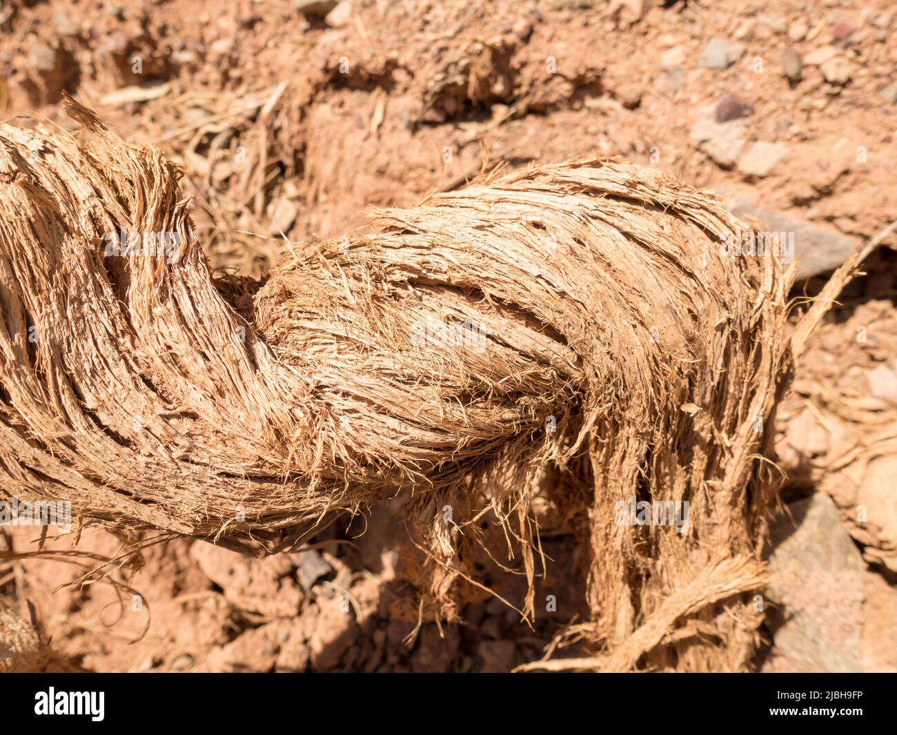 Dry root of a tree in the desert. Clay arid landscape Stock Photo - Alamy