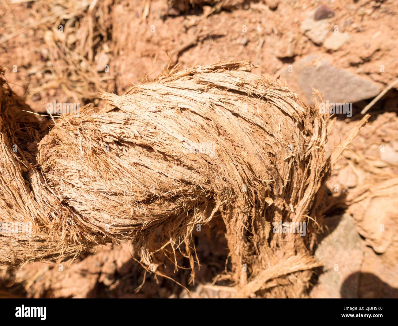 Dry root of a tree in the desert. Clay arid landscape Stock Photo - Alamy