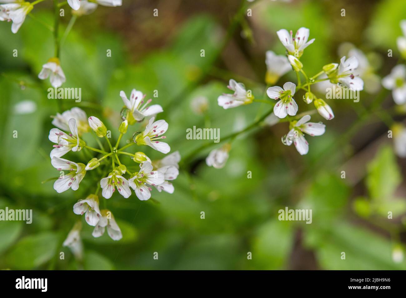 Cardamine amara, known as large bitter-cress, is a species of flowering ...