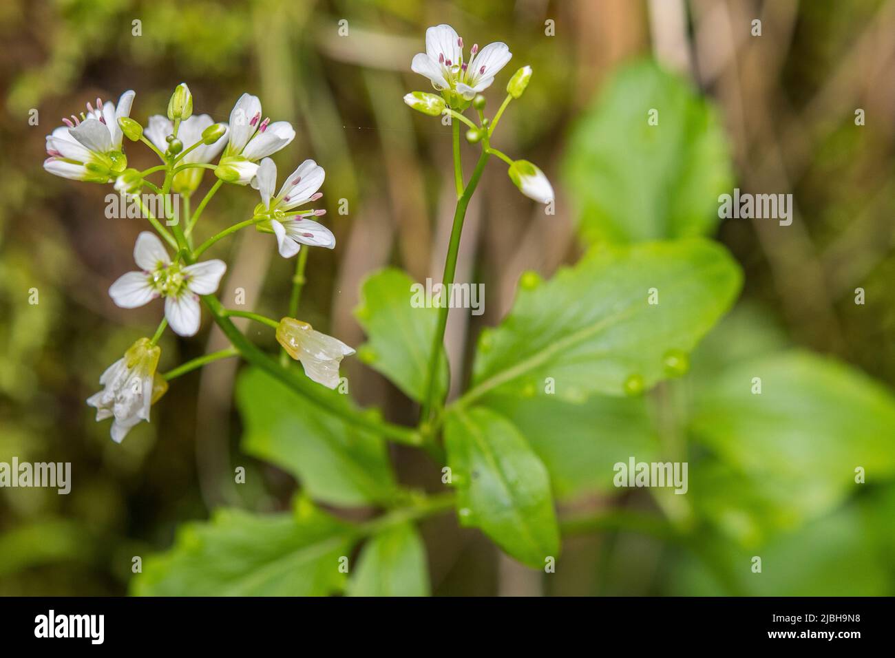Cardamine amara, known as large bitter-cress, is a species of flowering ...