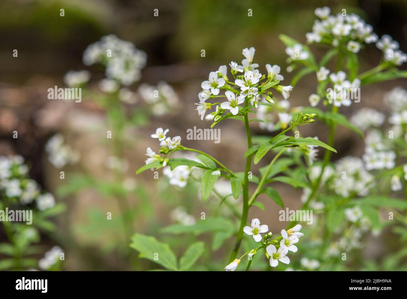 Cardamine amara, known as large bitter-cress, is a species of flowering ...