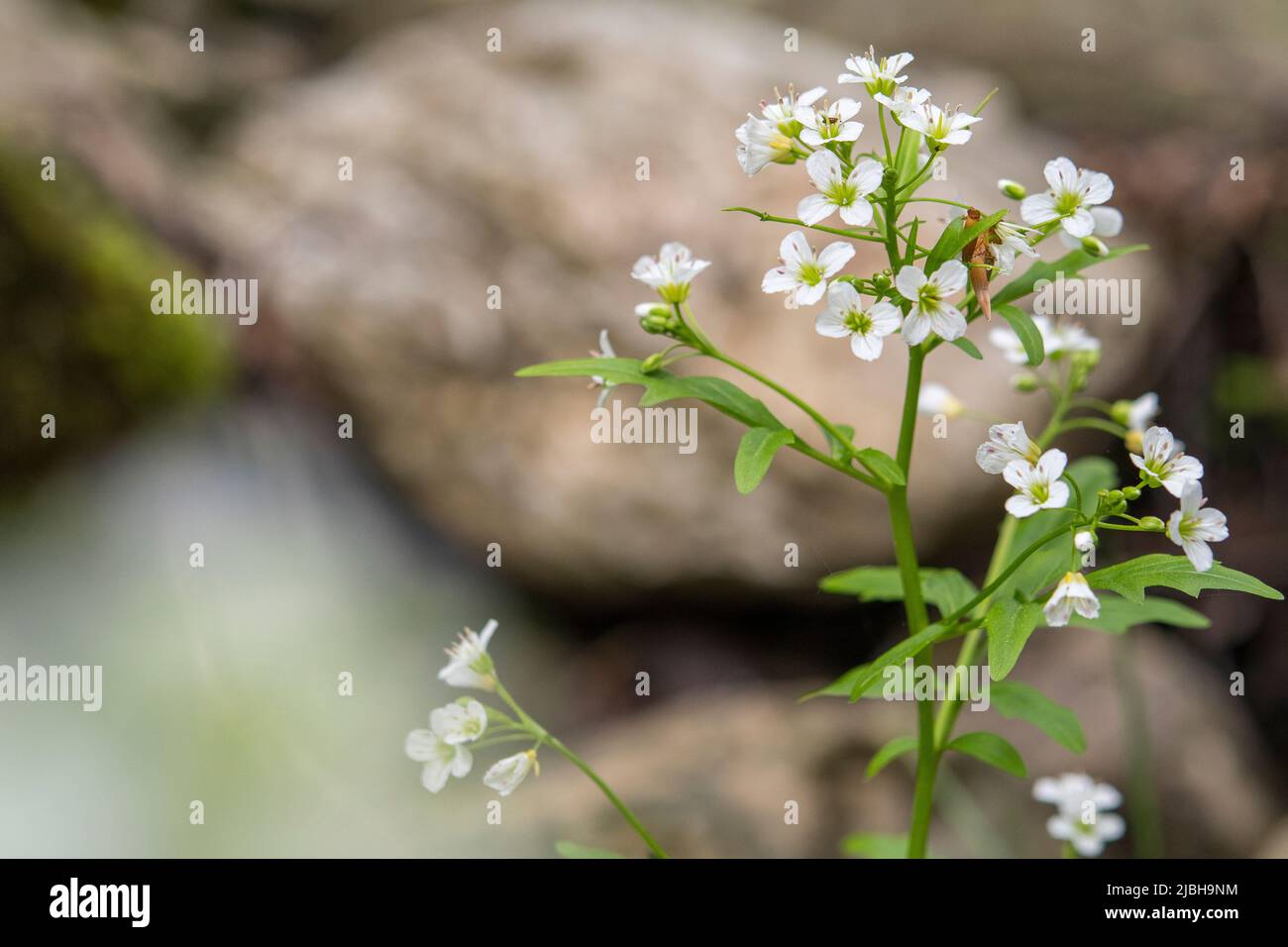 Cardamine amara, known as large bitter-cress, is a species of flowering ...