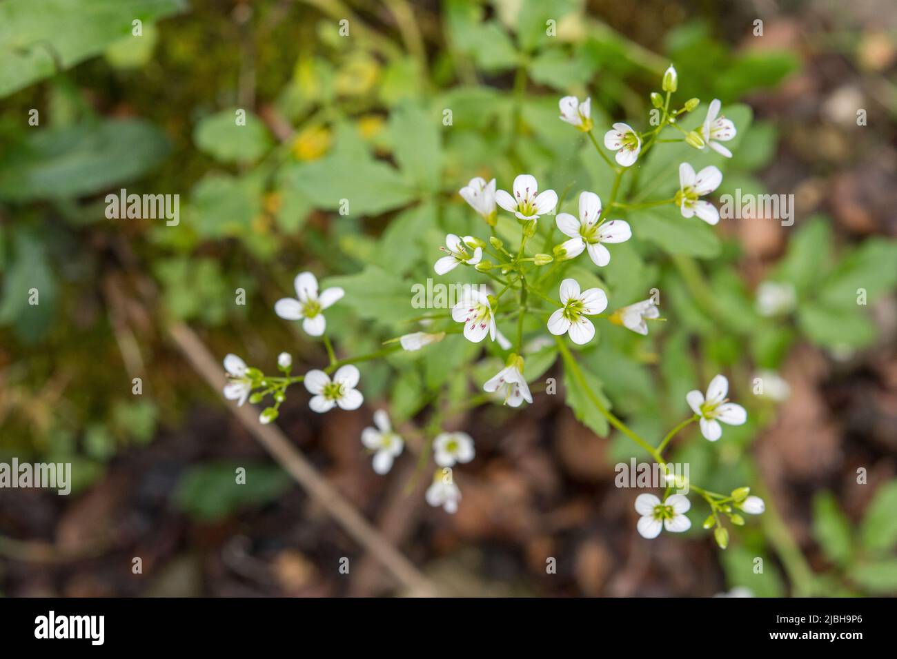 Cardamine amara, known as large bitter-cress, is a species of flowering ...