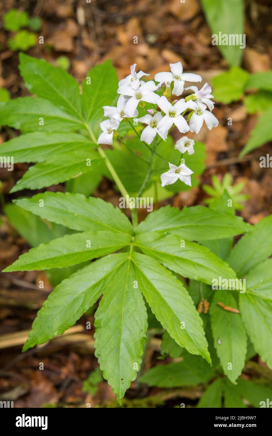 Cardamine heptaphylla, common name pinnate coralroot is a species of ...
