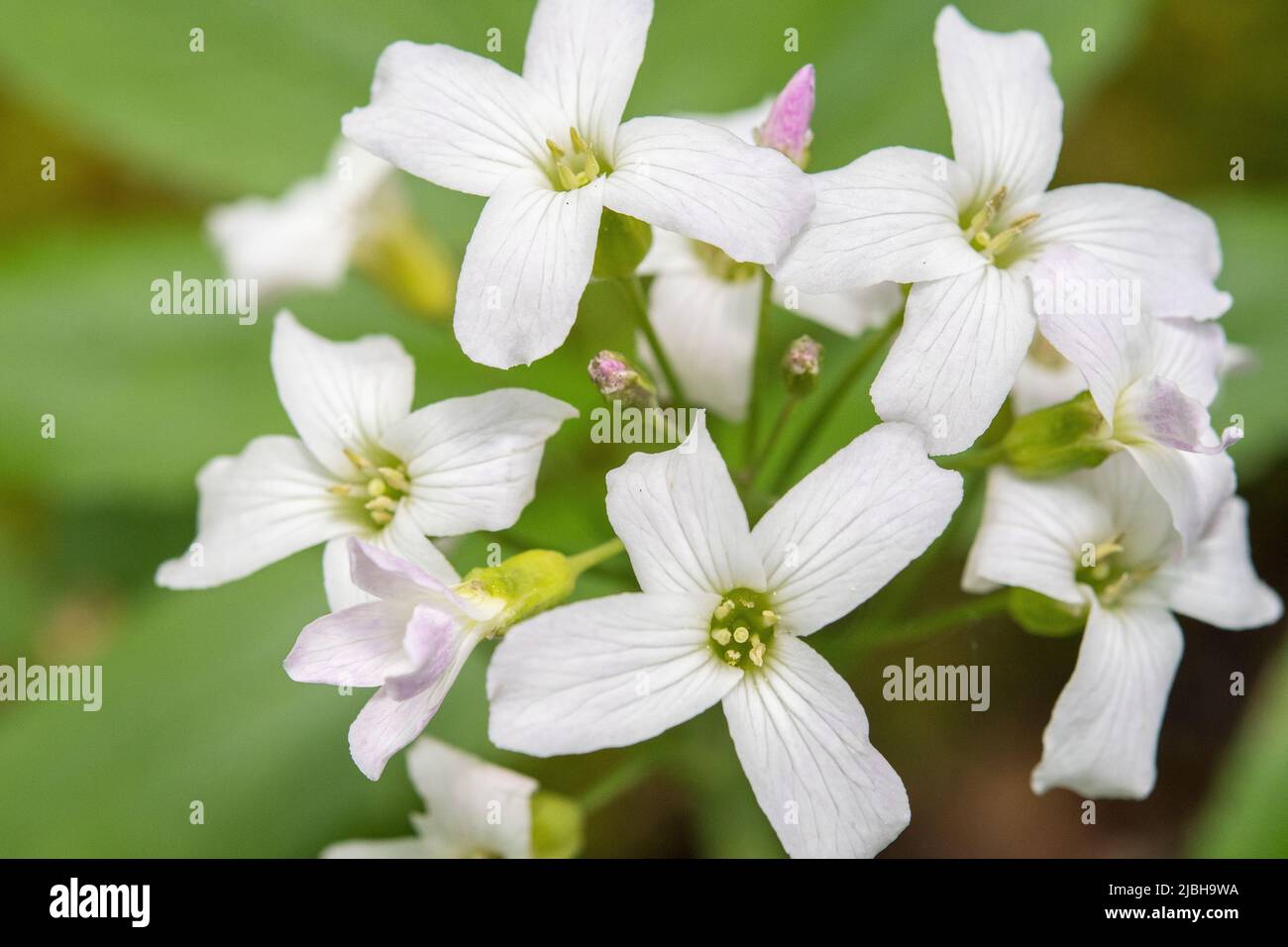 Cardamine heptaphylla, common name pinnate coralroot is a species of ...