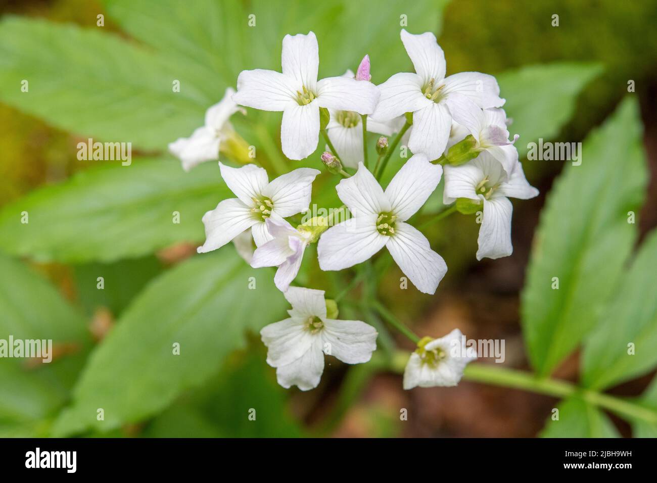 Cardamine heptaphylla, common name pinnate coralroot is a species of ...