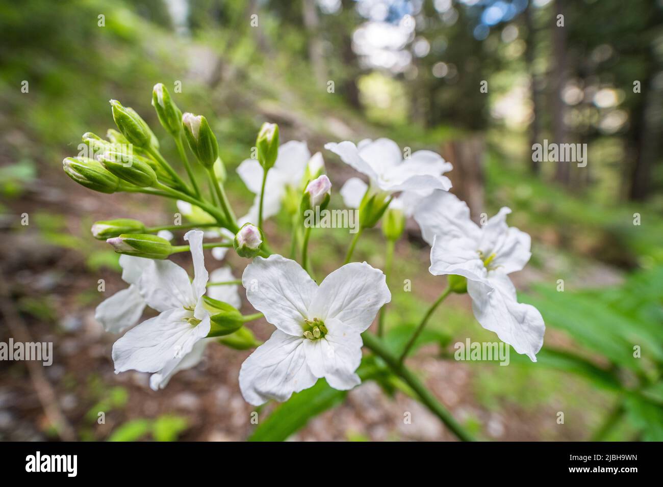 Cardamine heptaphylla, common name pinnate coralroot is a species of ...