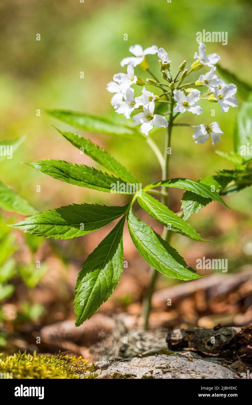 Cardamine heptaphylla, common name pinnate coralroot is a species of ...