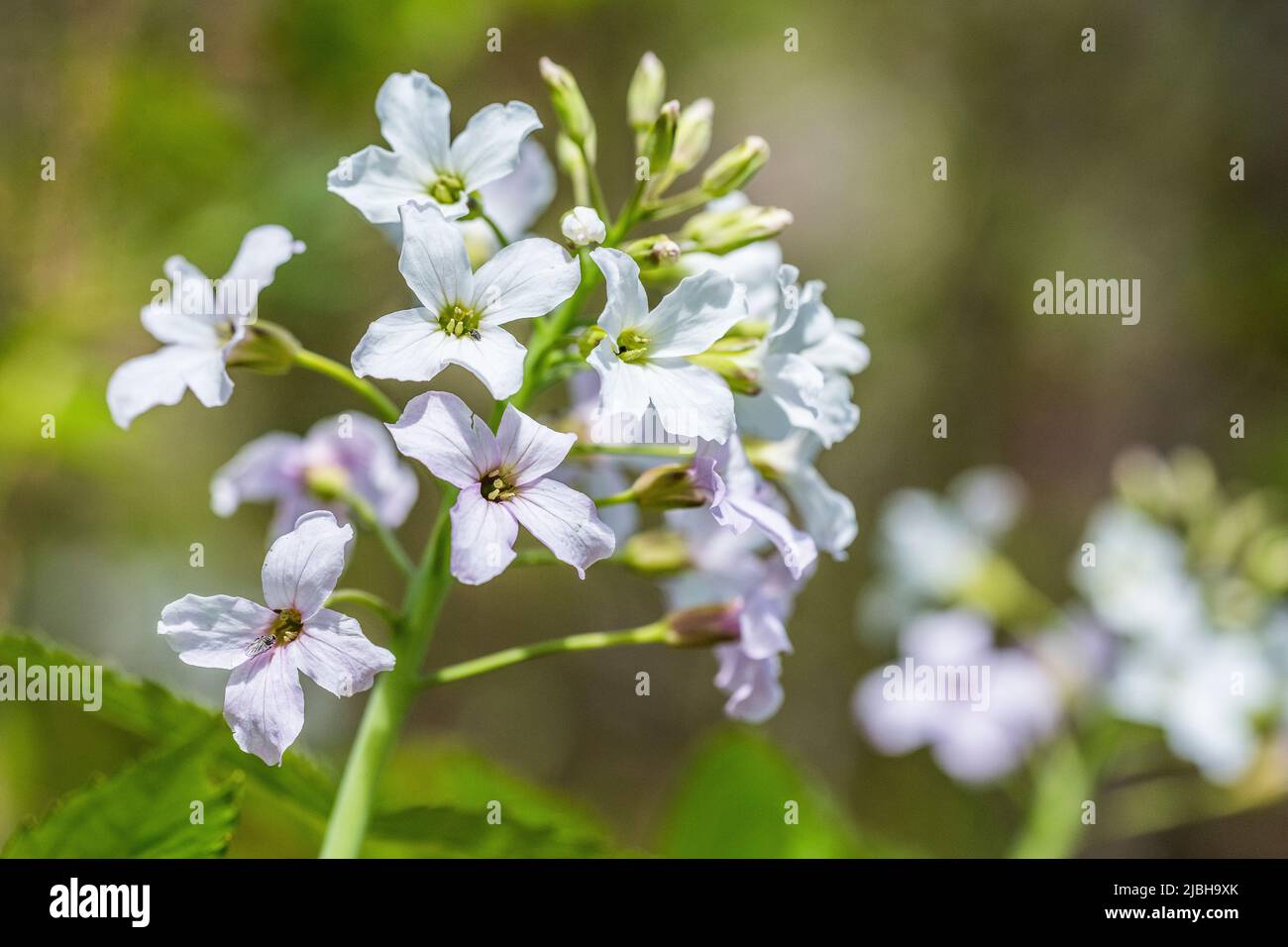 Cardamine heptaphylla, common name pinnate coralroot is a species of ...