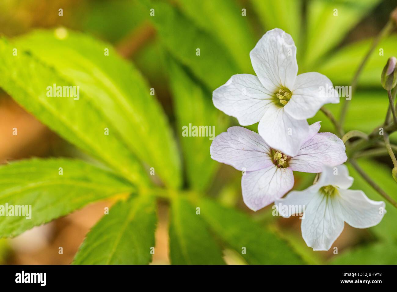 Cardamine heptaphylla, common name pinnate coralroot is a species of ...