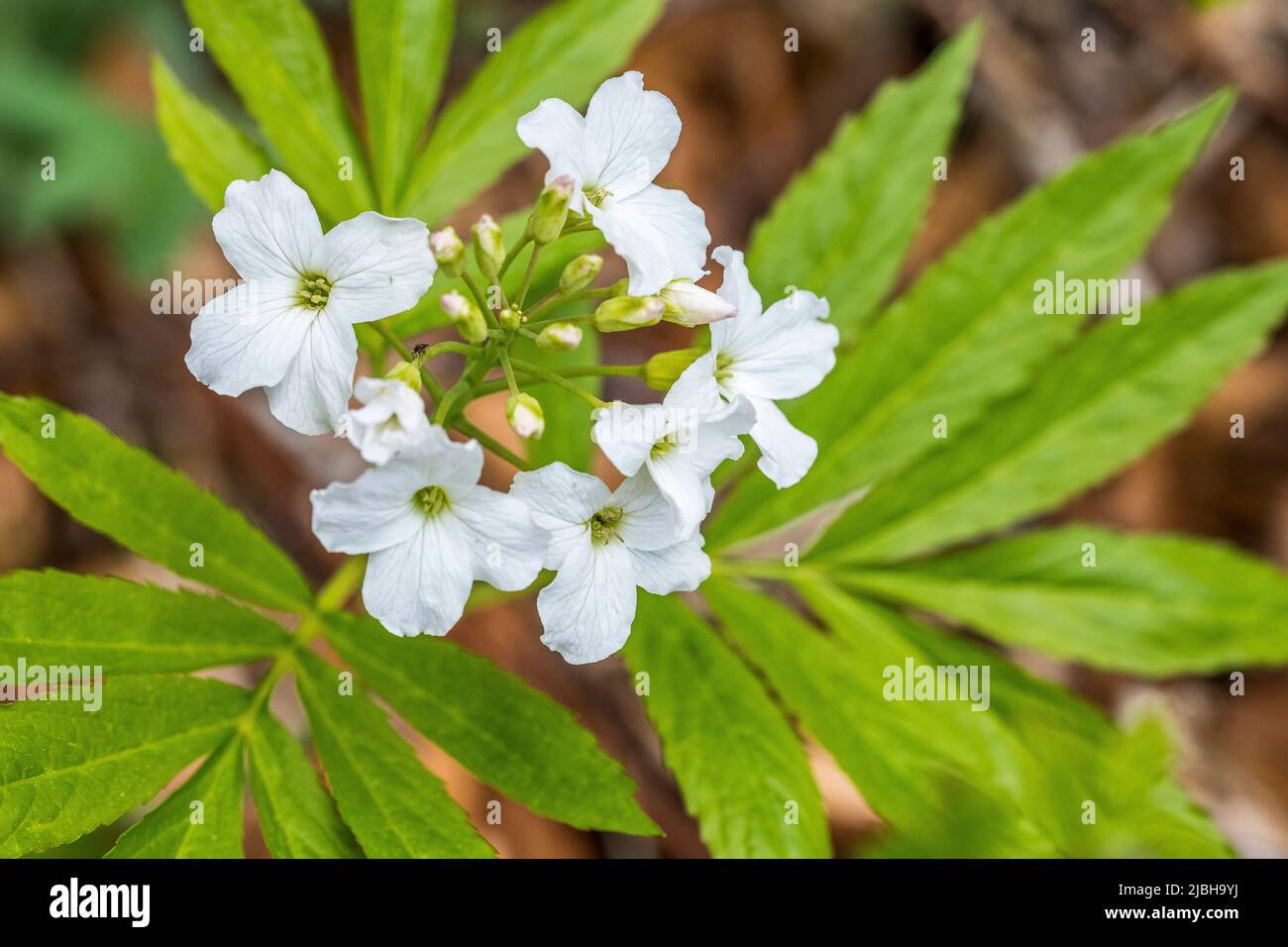 Cardamine heptaphylla, common name pinnate coralroot is a species of ...