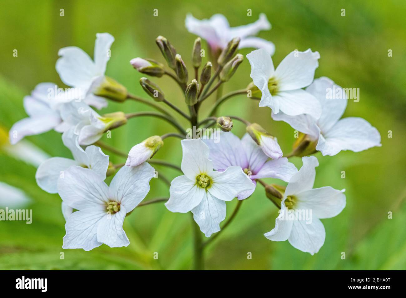 Cardamine heptaphylla, common name pinnate coralroot is a species of ...