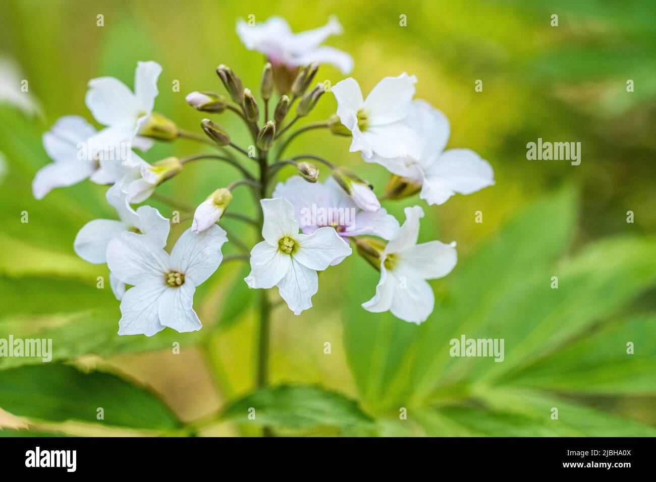 Cardamine heptaphylla, common name pinnate coralroot is a species of ...