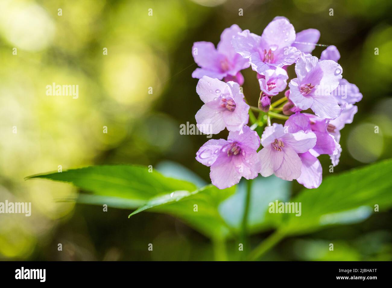 Cardamine pentaphyllos, the five-leaflet bitter-cress or showy ...