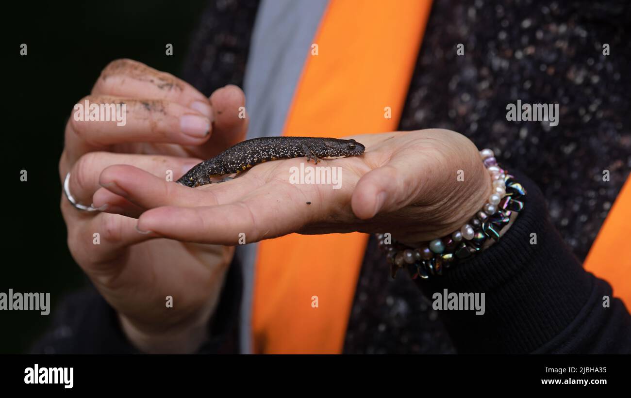 Great Crested Newt (Triturus cristatus) in the hand survey Somerset GB ...