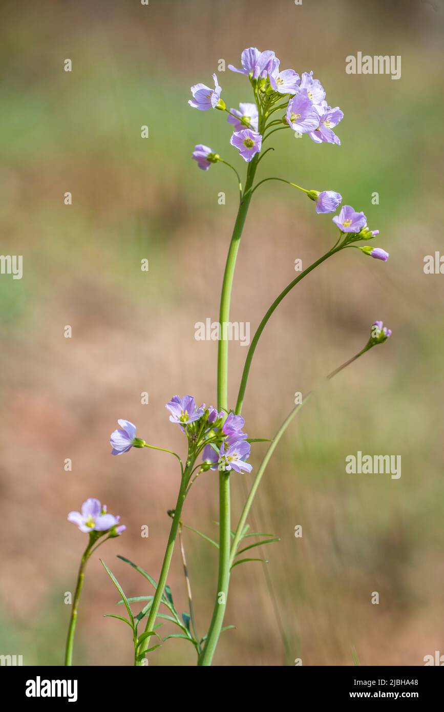 Cardamine pratensis, the cuckoo flower, lady's smock, mayflower, or ...