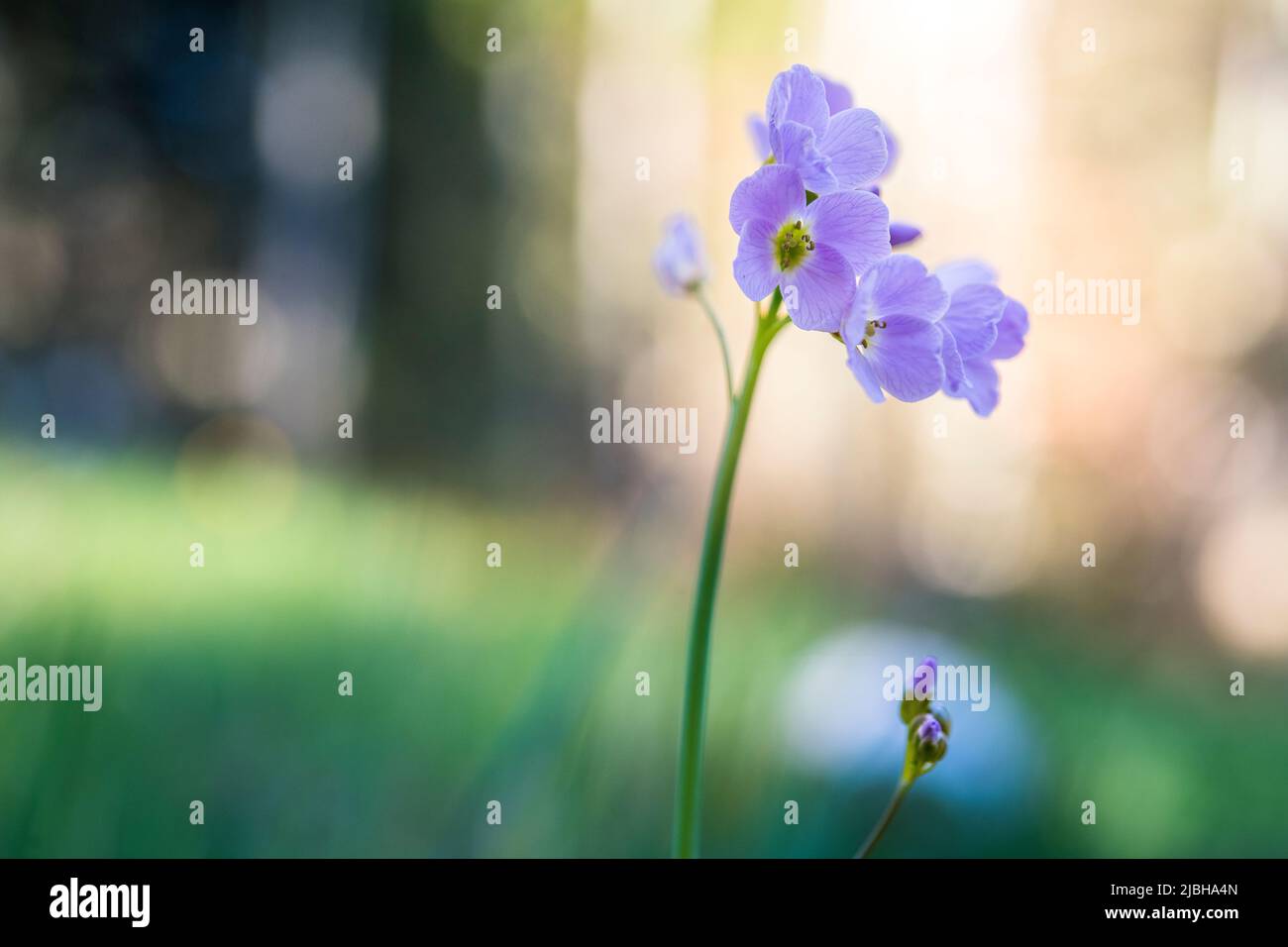 Cardamine pratensis, the cuckoo flower, lady's smock, mayflower, or ...