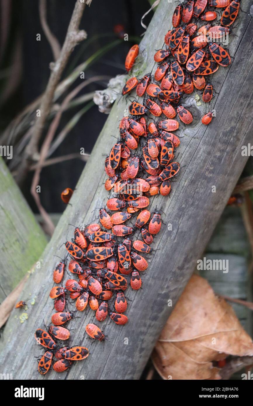 a Group of adult Fire bugs takes care of the Offspring Stock Photo - Alamy