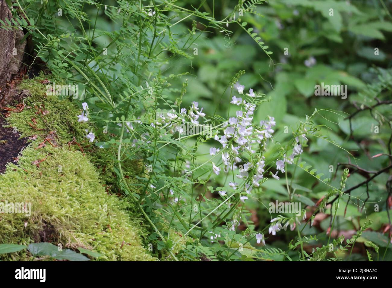 Species of vetch hi-res stock photography and images - Alamy