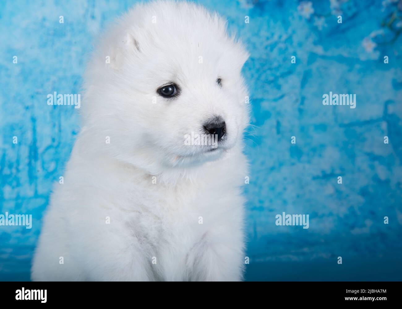 White fluffy small Samoyed puppy dog is sitting on blue background with ...