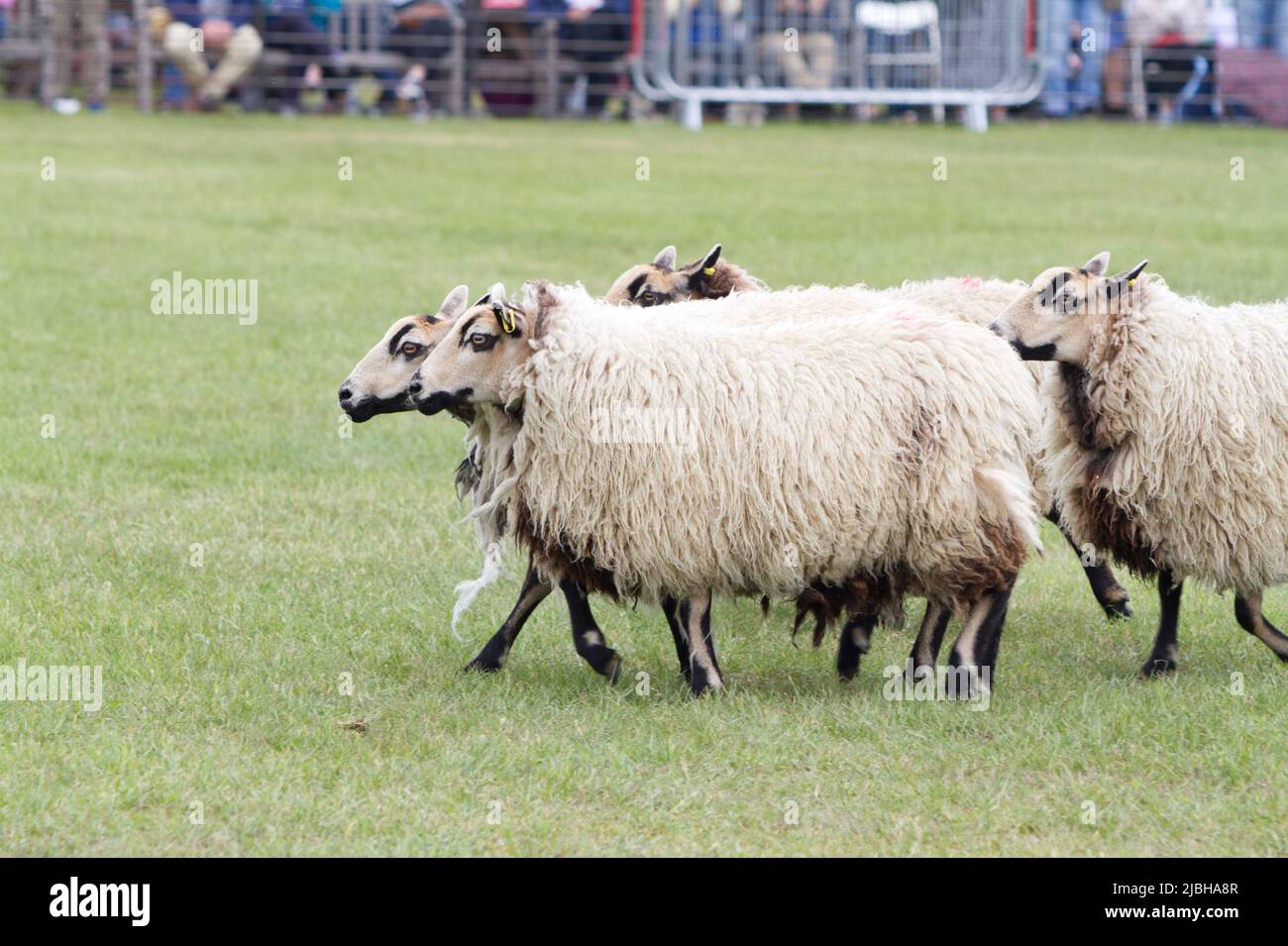 Badger Face Welsh Mountain sheep Torddu type on display at the Suffolk ...