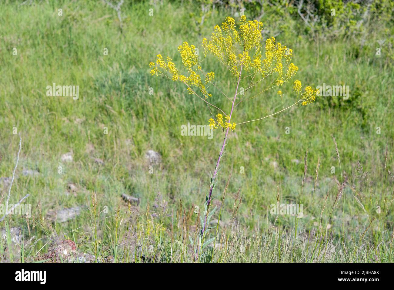 Isatis tinctoria, also called woad, dyer's woad, or glastum, is a ...
