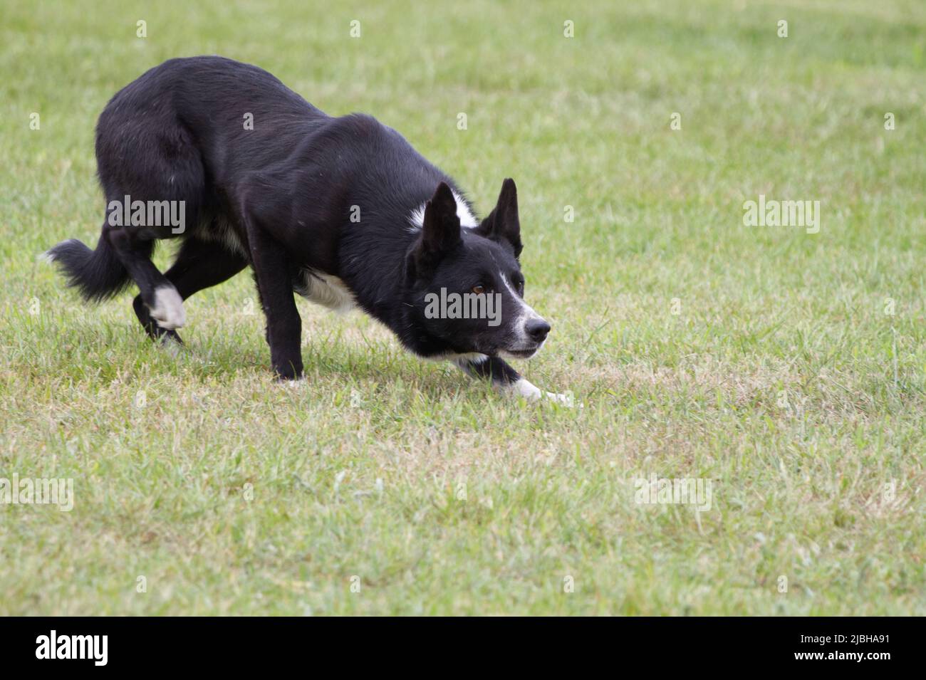Crouching black and white working dog ready for action Stock Photo - Alamy