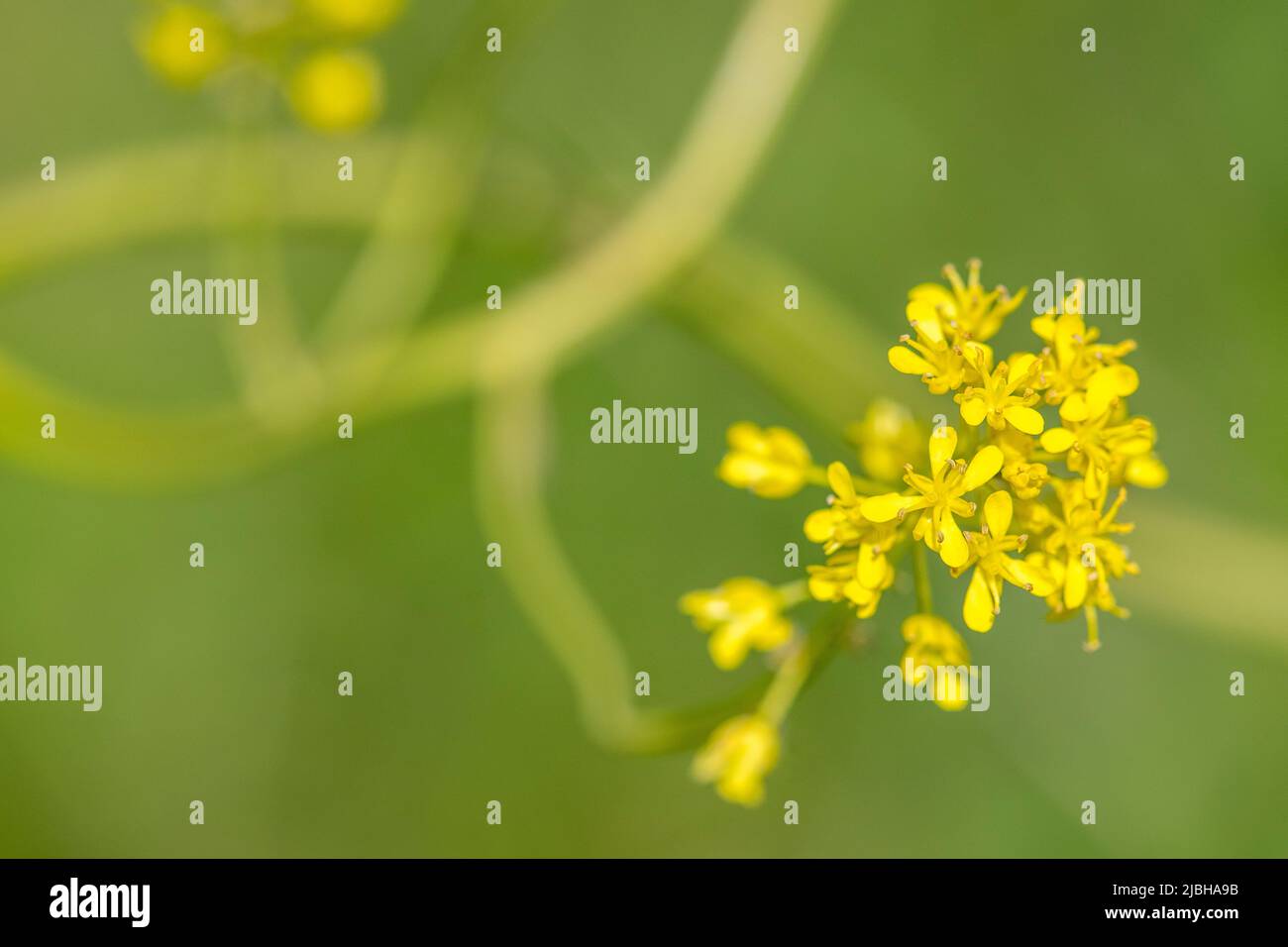 Isatis tinctoria, also called woad, dyer's woad, or glastum, is a ...