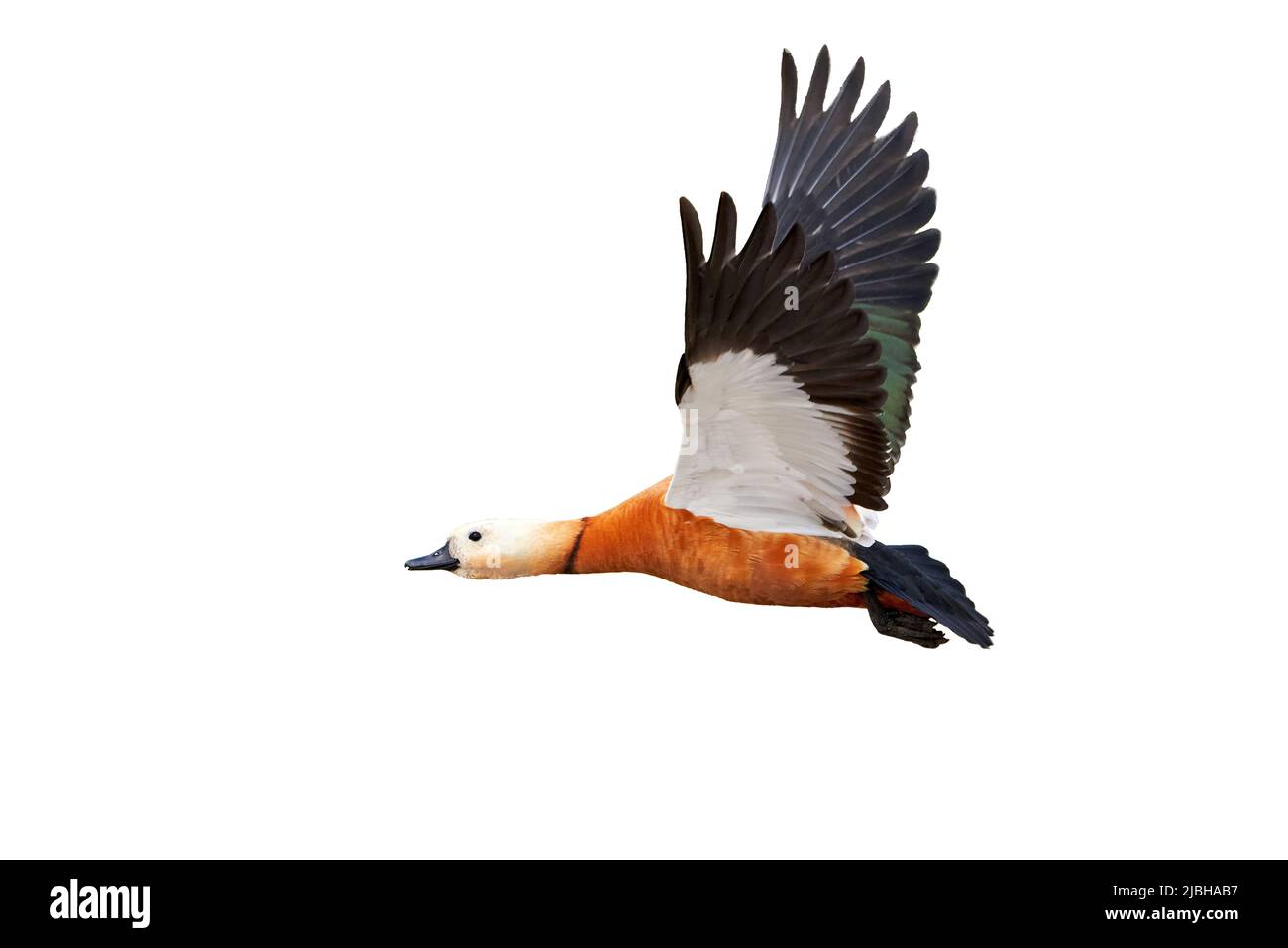 Ruddy shelduck in flight isolated on white background (Tadorna ...