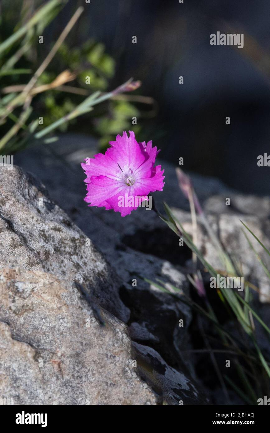 Cheddar Pink (Dianthus gratianopolitanus) flowering Cheddar Gorge ...