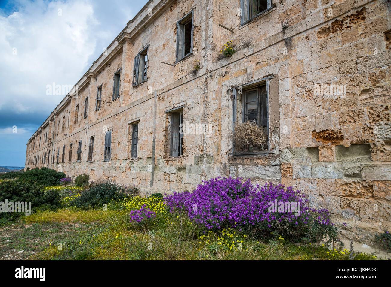 Matthiola incana, its common names include Brompton stock, common stock ...
