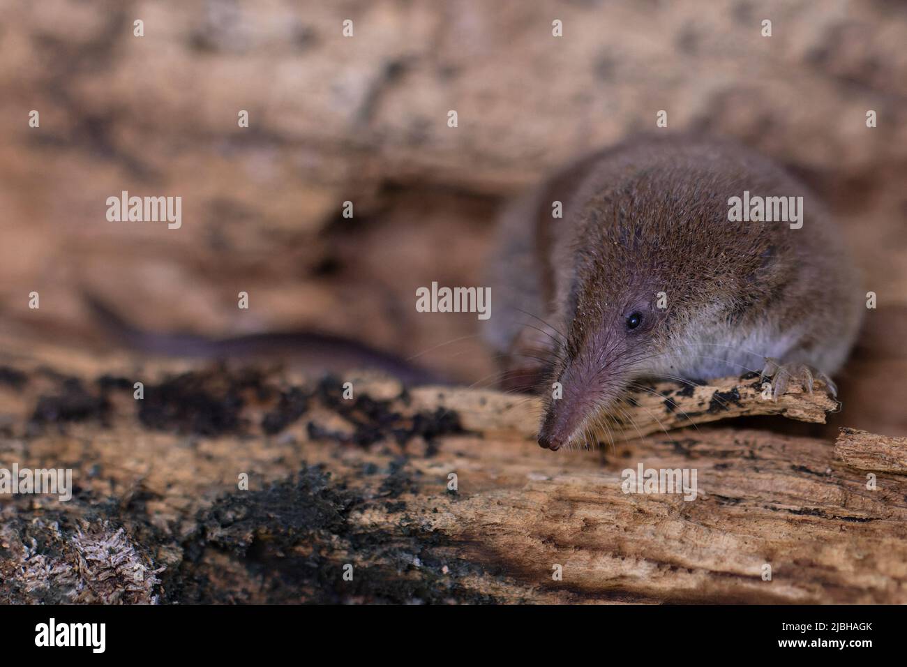 Pygmy Shrew (Sorex minutus) West Lydford Somerset GB UK June 2022 Stock ...