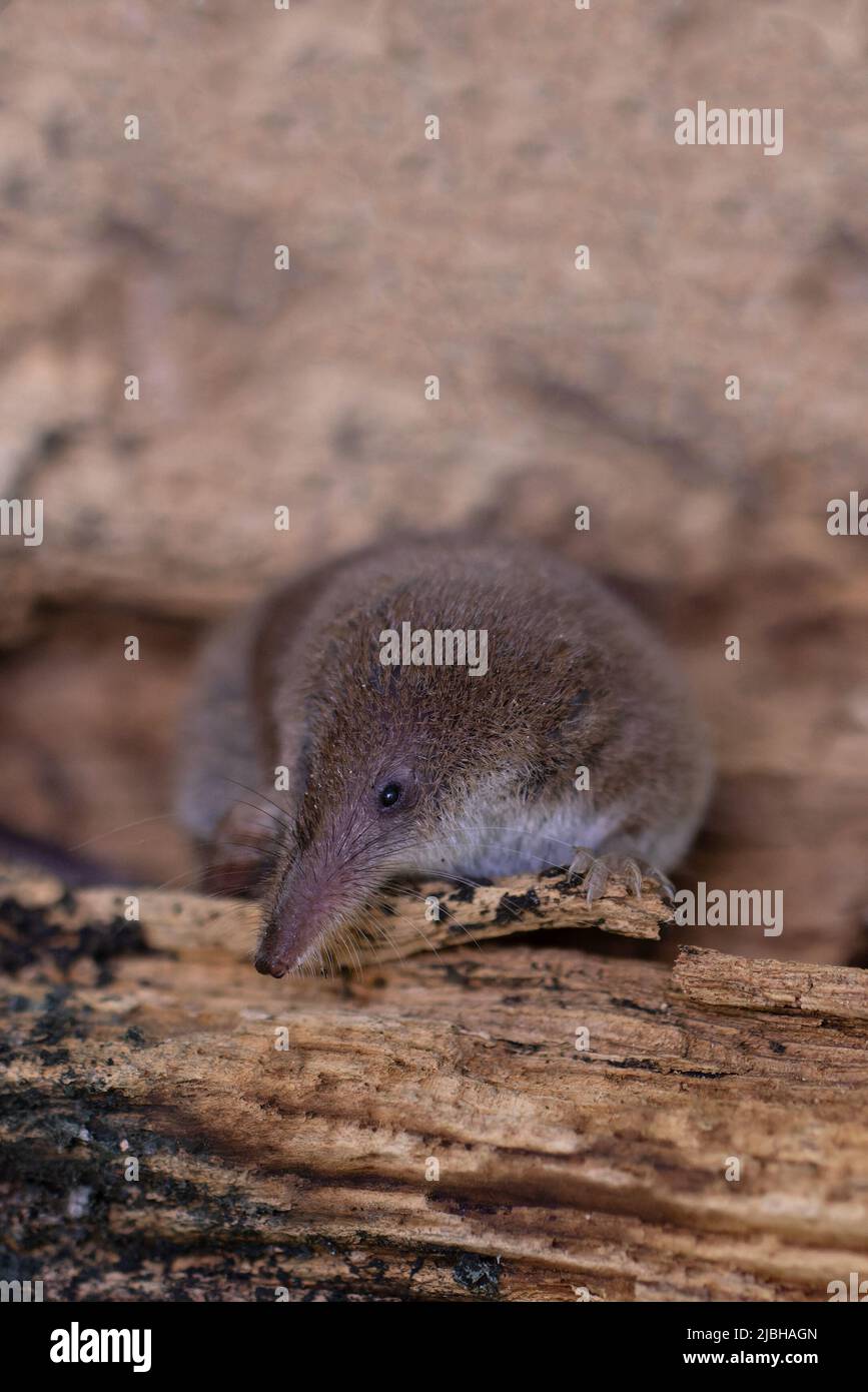 Pygmy shrew hi-res stock photography and images - Alamy