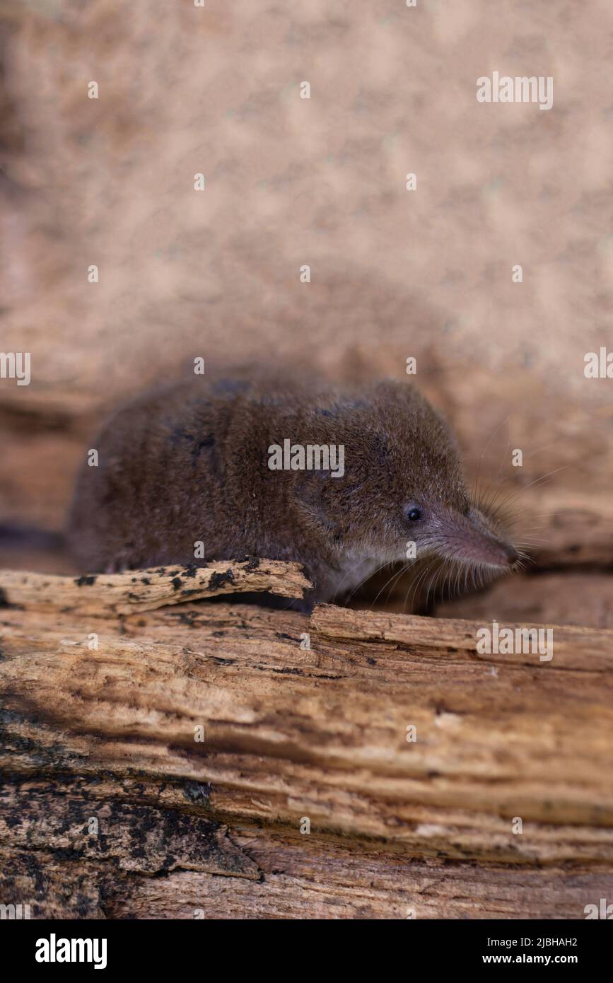 Pygmy shrew hi-res stock photography and images - Alamy