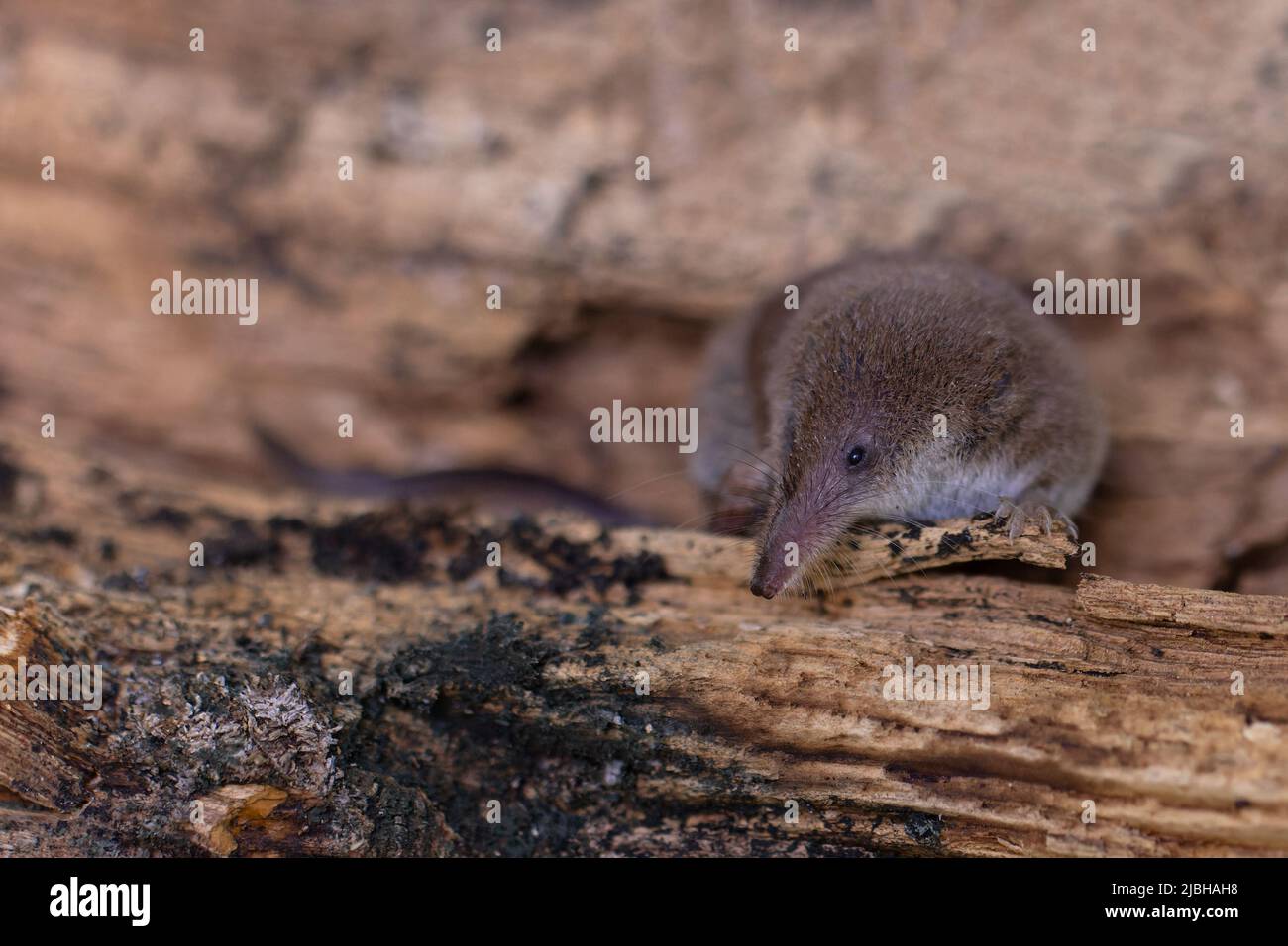 Southeastern Shrew