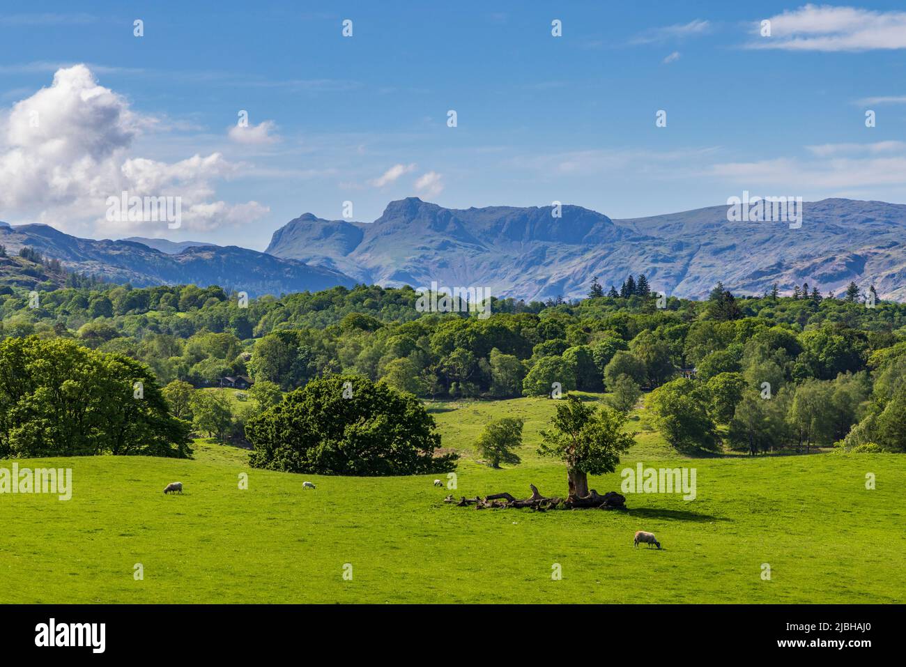 The Langdale Pikes from Wray Castle on Windermere, Lake District, England Stock Photo - Alamy
