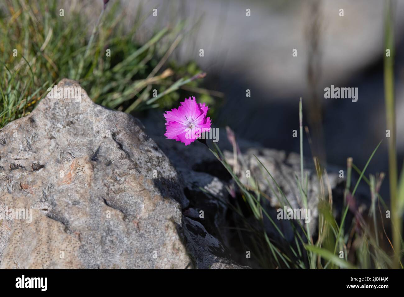 Cheddar Pink (Dianthus gratianopolitanus) flowering Cheddar Gorge ...
