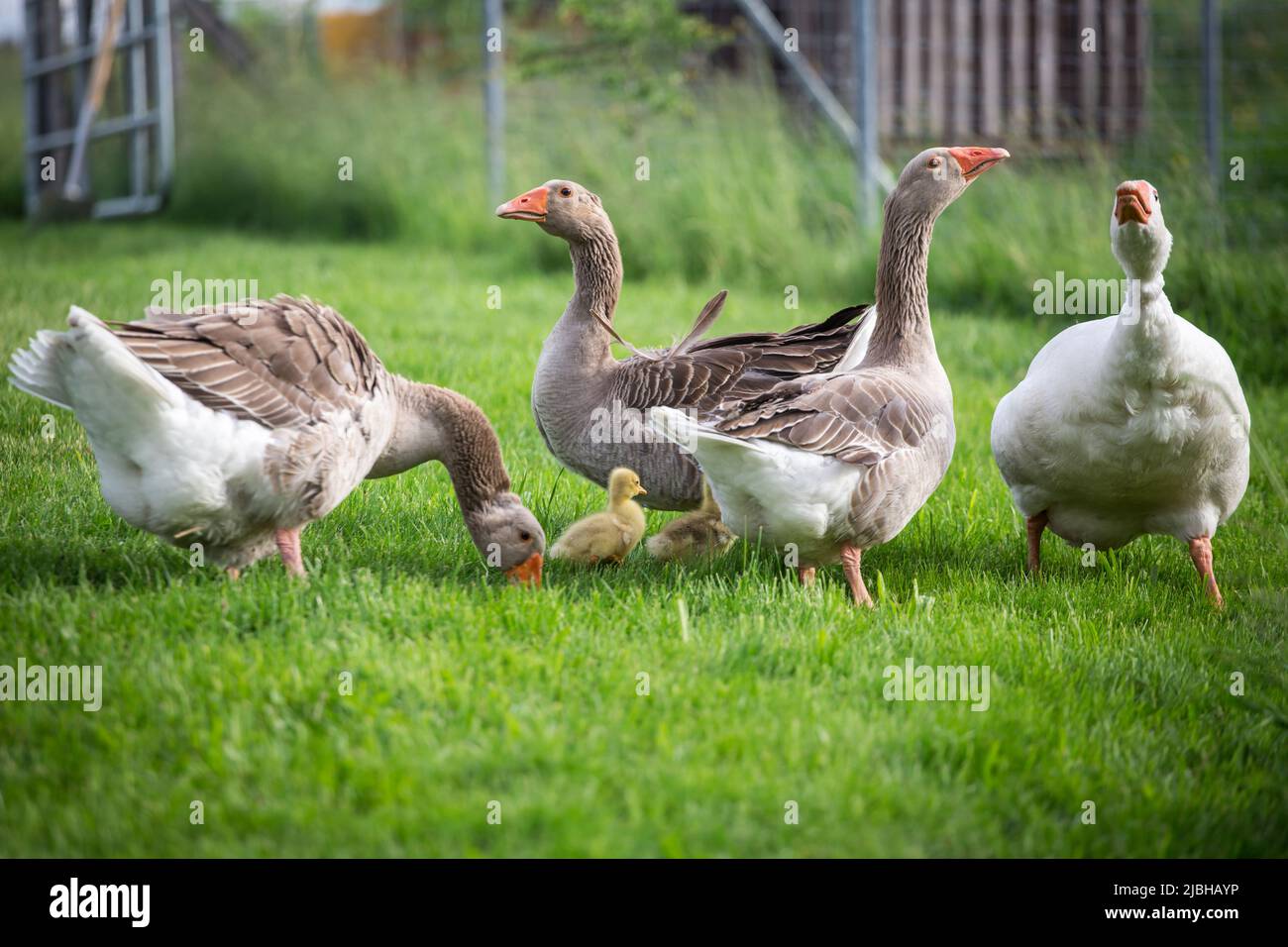 Geese family of the breed 'Österreichische Landgans', an endangered ...