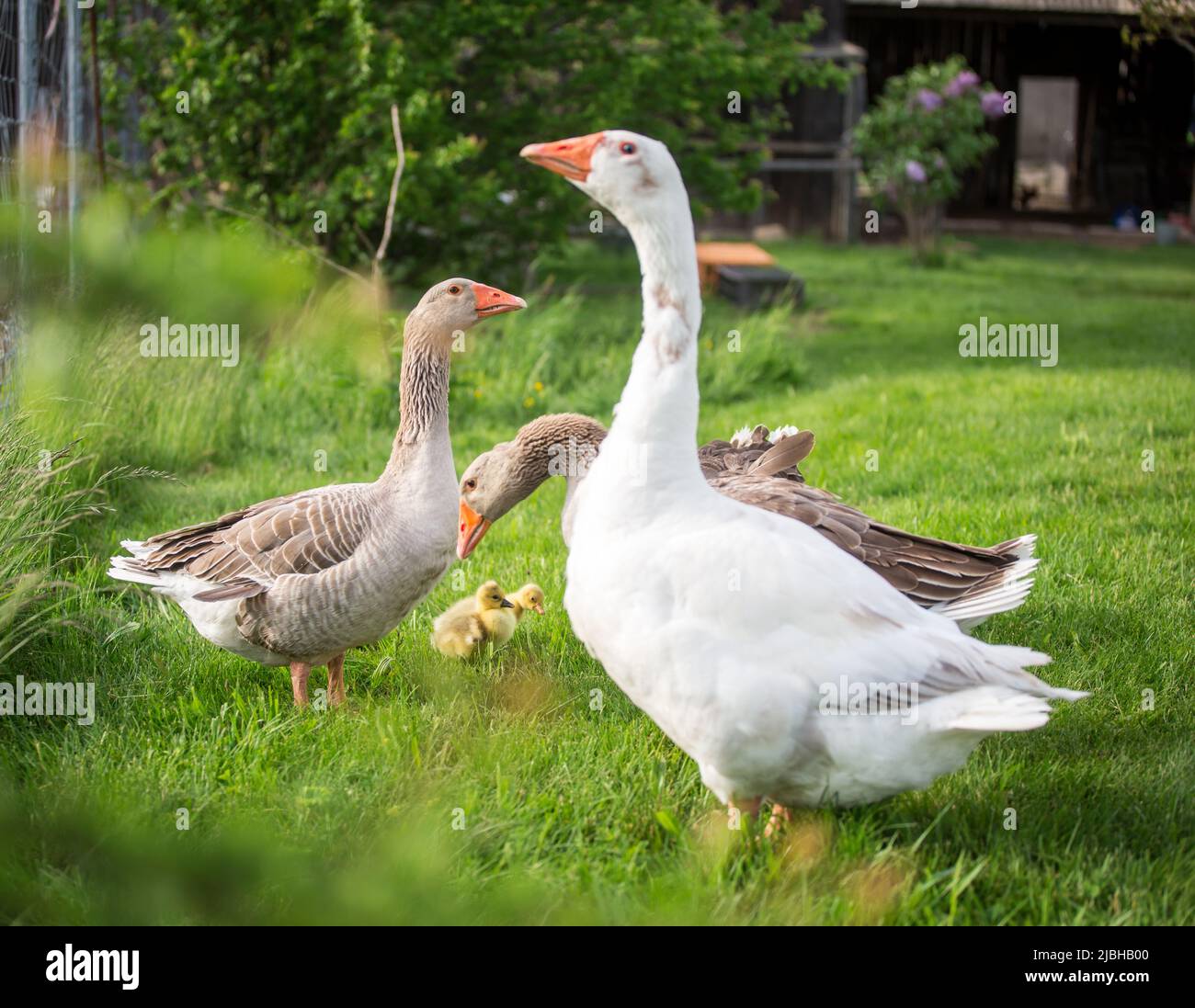 Geese family of the breed 'Österreichische Landgans', an endangered ...