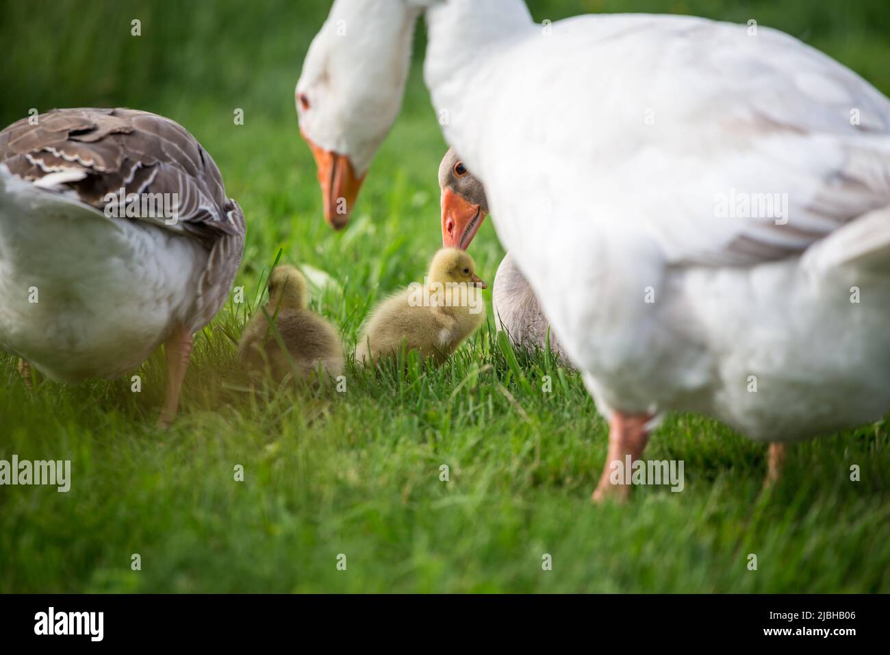 Geese family of the breed 'Österreichische Landgans', an endangered ...