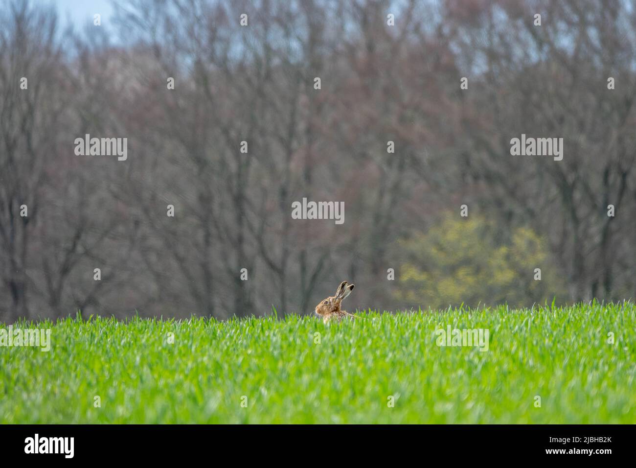 Long ears hi-res stock photography and images - Alamy