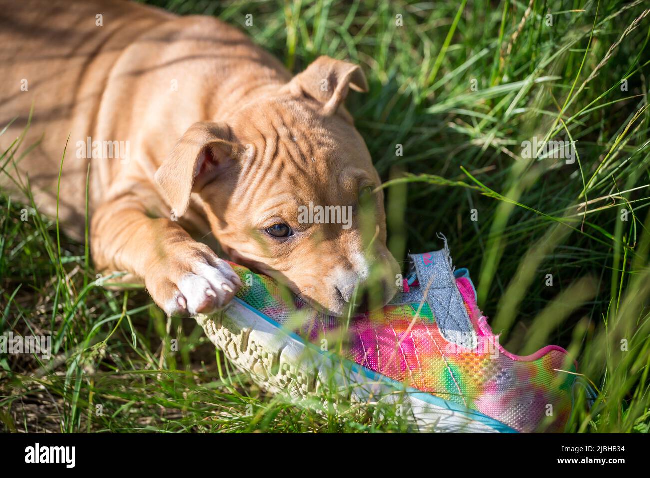 Purebred bulldog puppy hi-res stock photography and images - Alamy